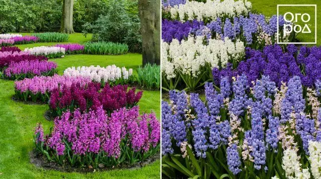 Ako si vybrať farebnú paletu pre vašu záhradu: 4 možnosti 3178_9