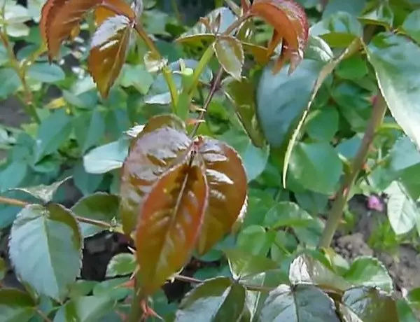 基礎芽バラ