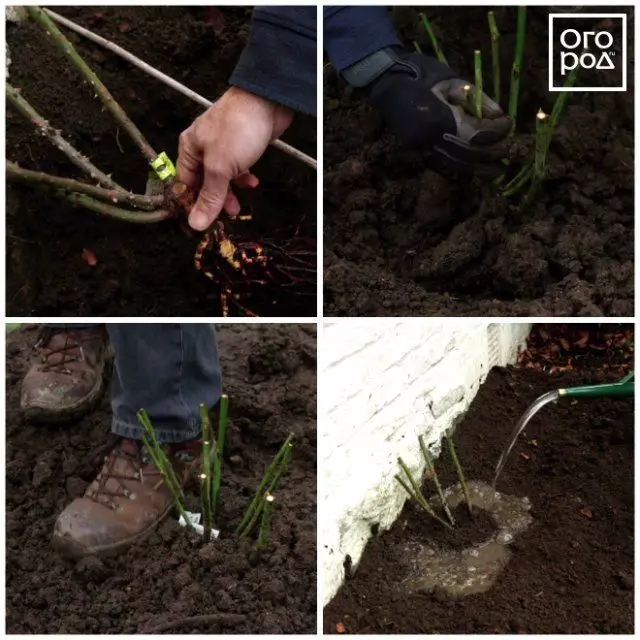 Het planten van een overvloedige roos