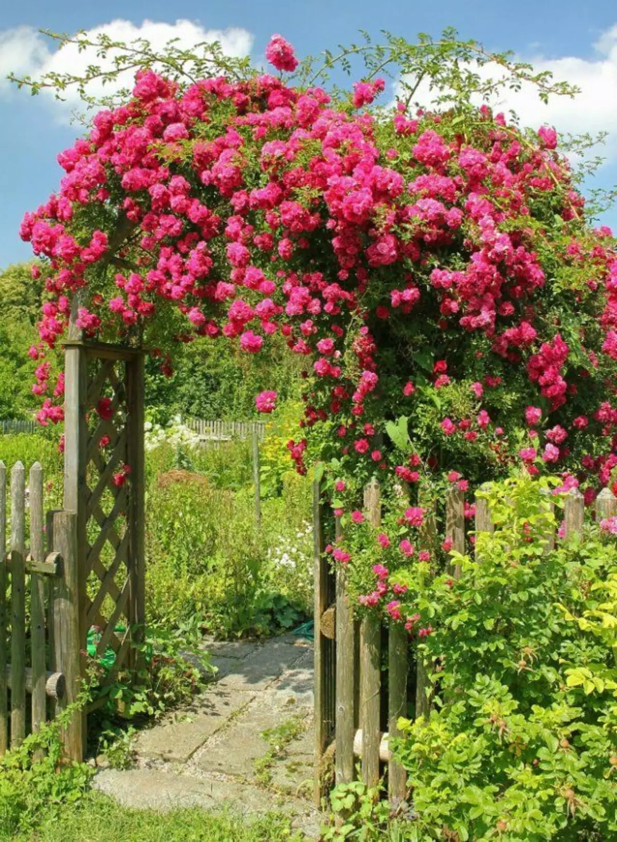 Viele Rosen auf Pergola