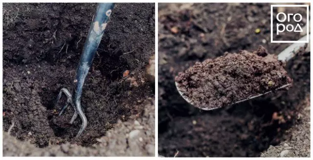 Het planten van een overvloedige roos