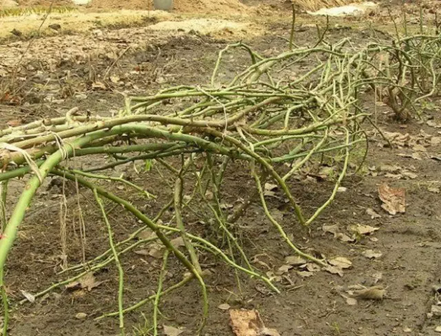 Վարդերի բխում ճկունություն