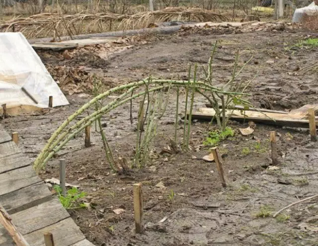 Rose Shelter ar gyfer y gaeaf