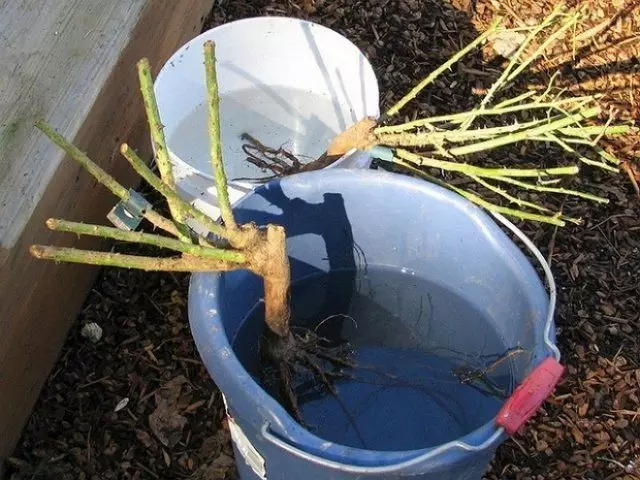 Soaking Rose Saplings.