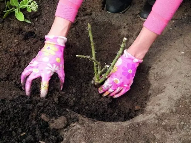 Hvordan plante en rose om våren