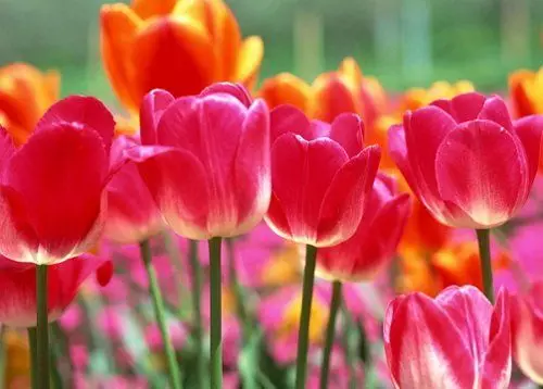 Tulips অবতরণ সঙ্গে দেরী? ভীতিকর না! 3216_1