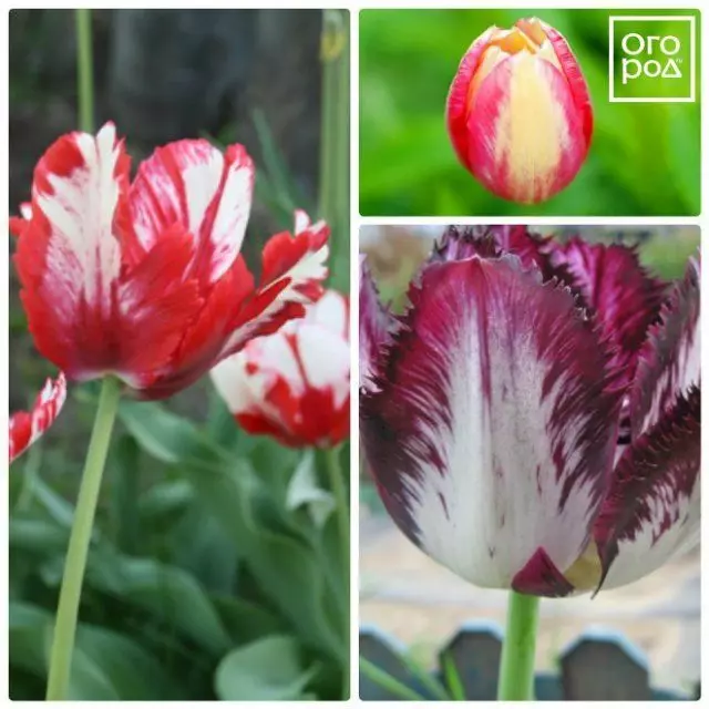 Pepperliness nan tulip