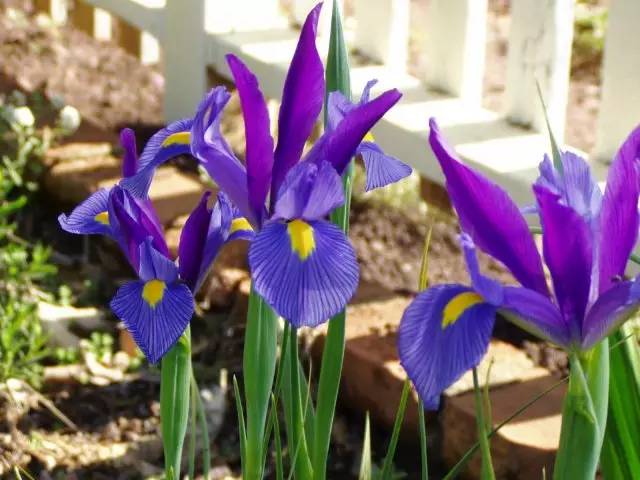 বুলব irises.