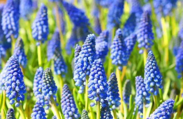 Muscari.