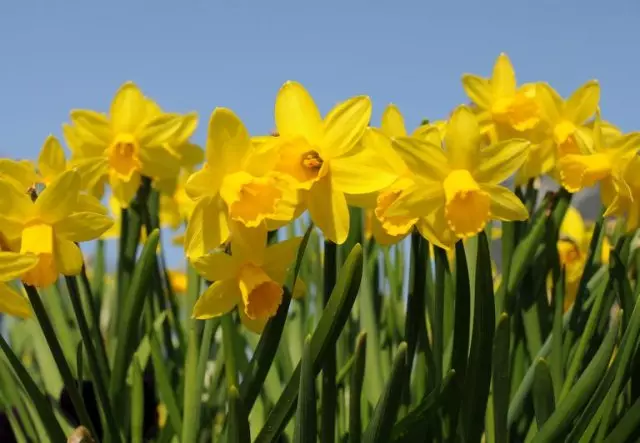 Daffods