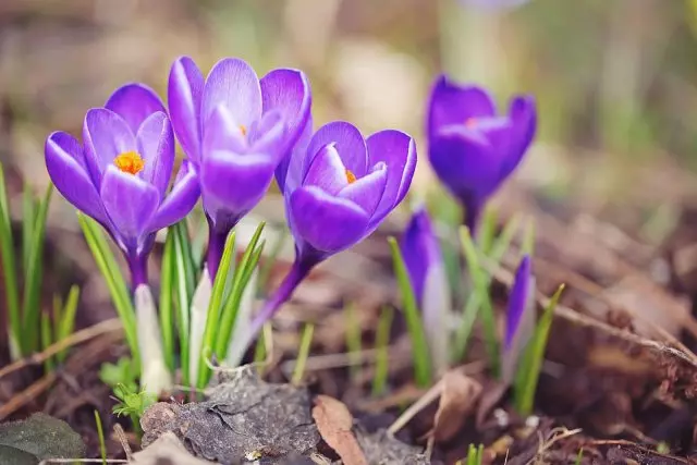 Crocuses.