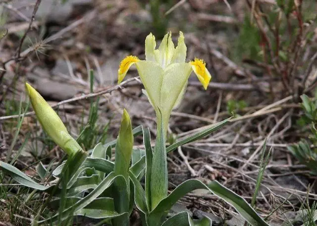 Juno orchioides.