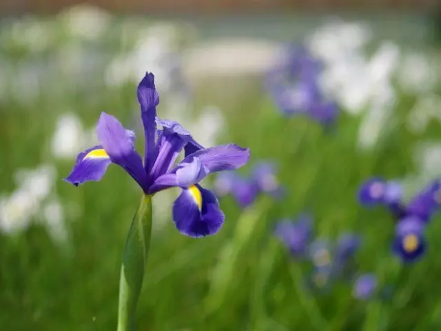 Ksifium Profesor Blauw.