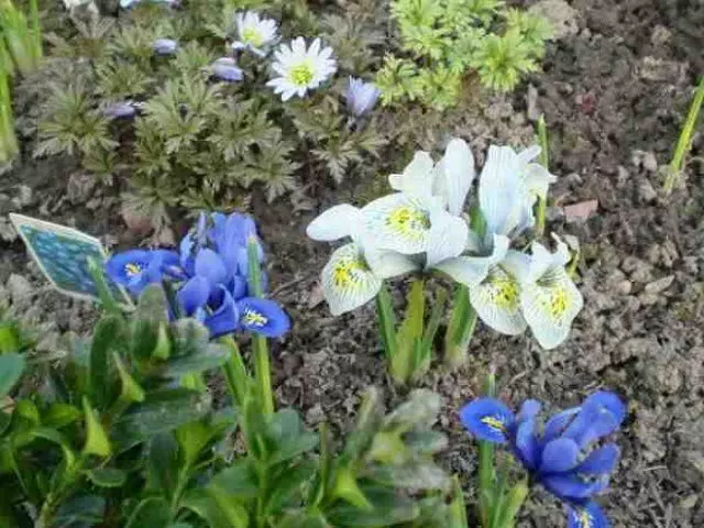 Bulbous Irises