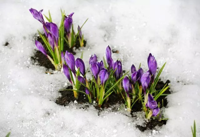 Crocuses sa sneachta