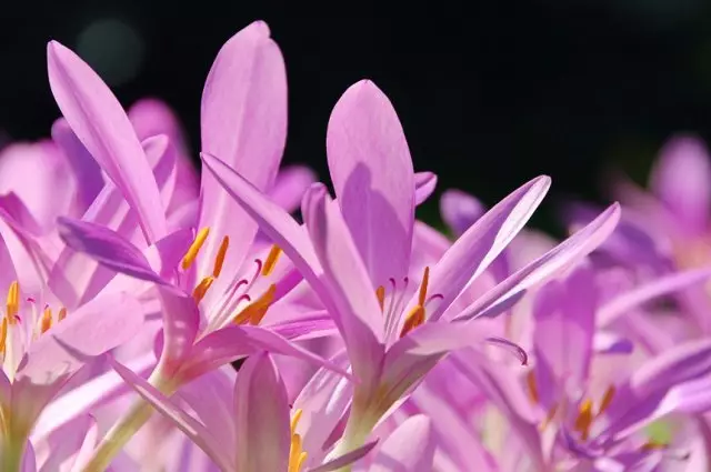 Blomme van 'n nie-vryman