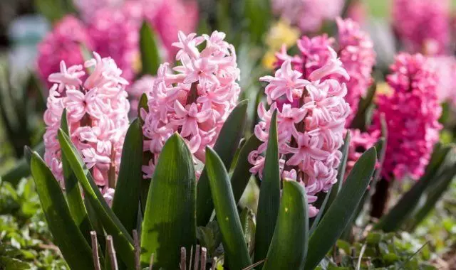 Hyacinter blommar i öppen mark