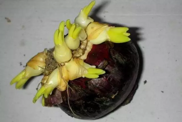 Lukovitsa hyacint och baby