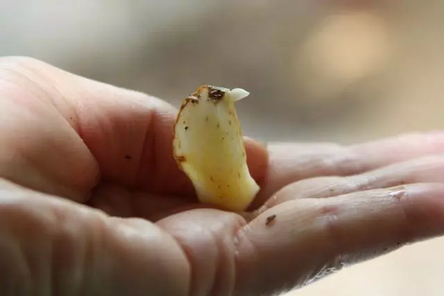 ווי צו טראַנספּלאַנט און פאַרמערן ליליע אין דעם גאָרטן - אַ שריט-פֿאַר-שריט בעל קלאַס מיט אַ פאָטאָ 3237_45