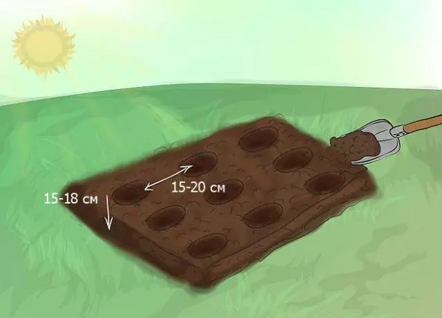 Gladioles landning och växande - instruktioner i bilder 3241_15