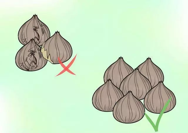 I-glayioles yokufika nokukhula-Imiyalelo kwimifanekiso 3241_43