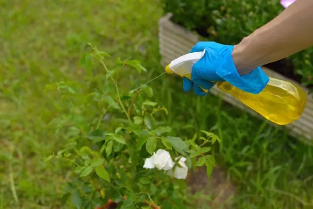 Spraying shuke-shuke