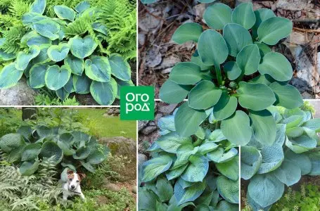 Varietas paling indah dari tuan rumah dengan daun kuning 3270_23