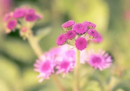 ageratum.