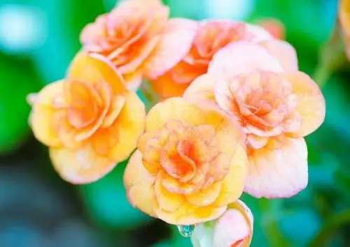 Begonia