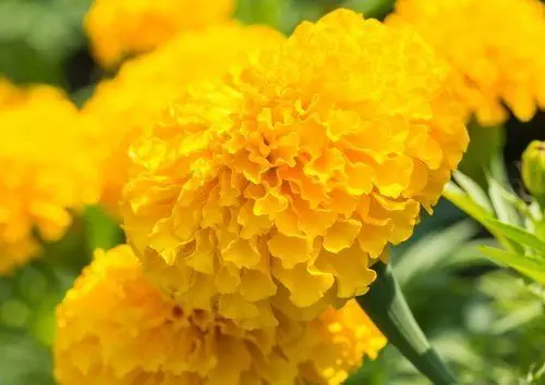 Marigold.