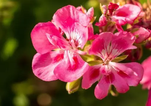 Pelargonium.