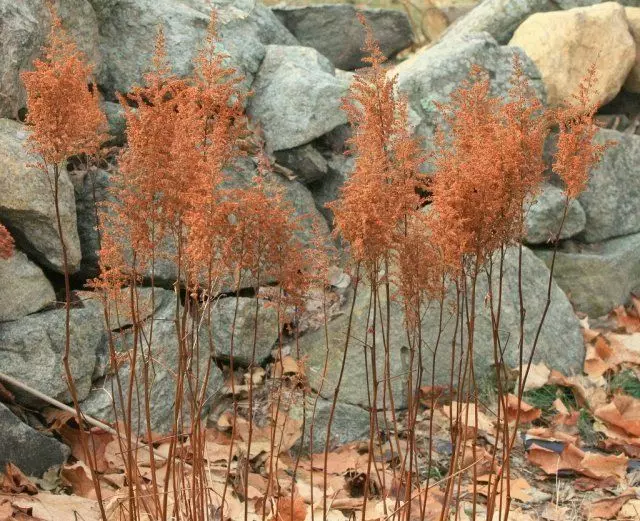 Dry inflorescence astilby.