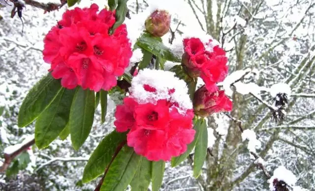 Rododendro sob a neve