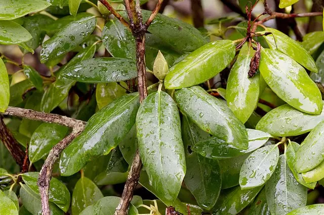 Rhododendron efter trimning