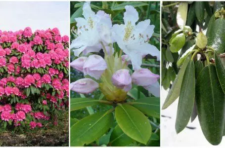 Ahoana ny fomba hampitomboana an'i Rhododendron ao amin'ny zaridaina 3276_3