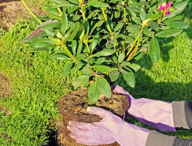 Plantning Rhododendron.