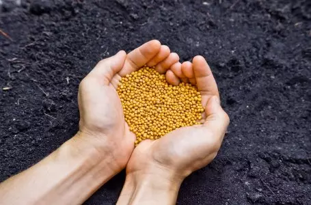 4种类型的矿物肥料，总是需要在手头 327_9