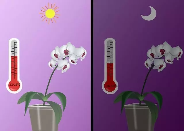 Diferenco inter tage kaj noktaj temperaturoj por orkideoj