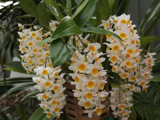 Maua Orchid.