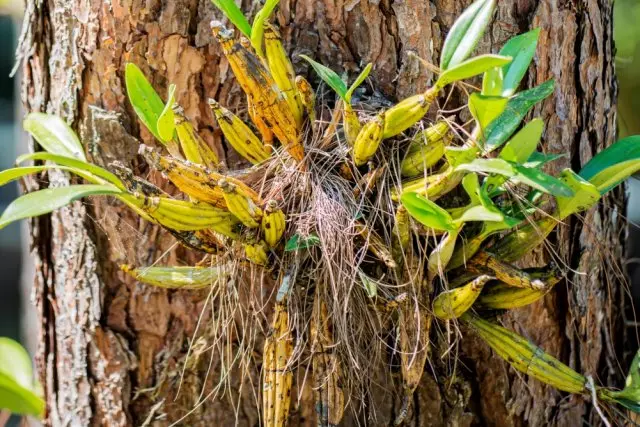 Orchid-epiphyte.