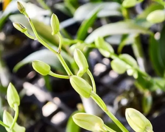 Buds í Orchid.