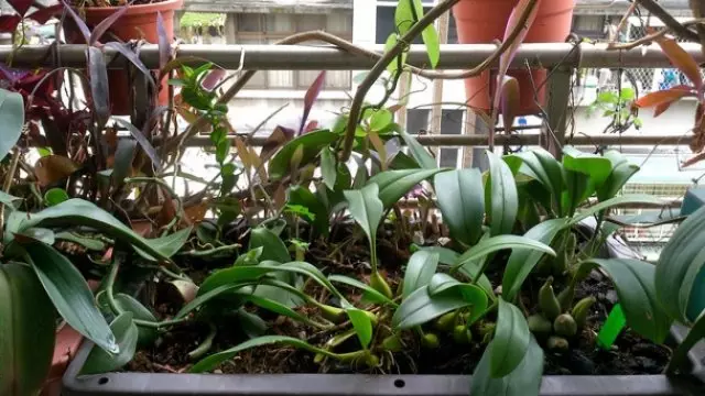 په بالکوني کې orchids