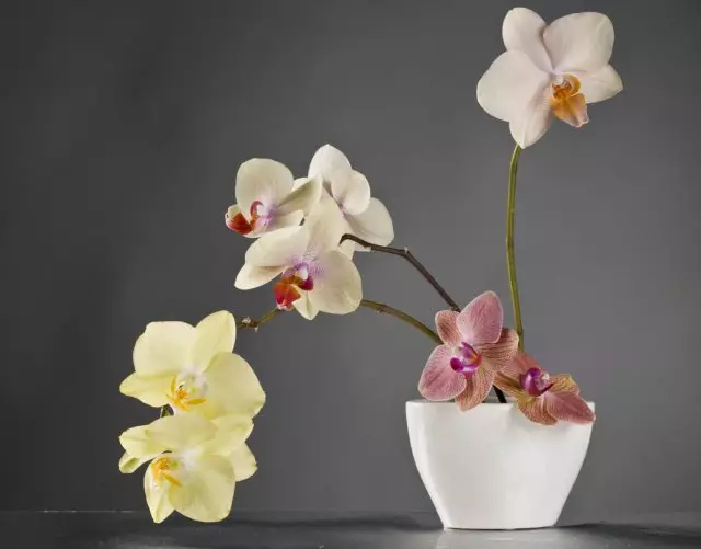 Orchid di pot