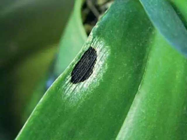 ಆರ್ಕಿಡ್ನಿಂದ ಚುಕ್ಕೆ ಎಲೆಗಳು