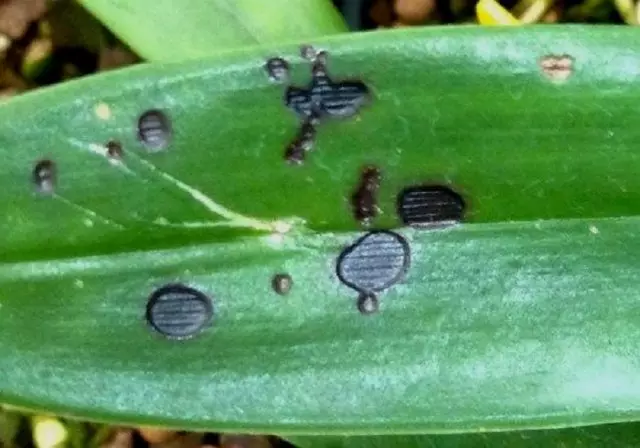 ಆರ್ಕಿಡ್ನಿಂದ ಆಂಟೆನೊಸ್