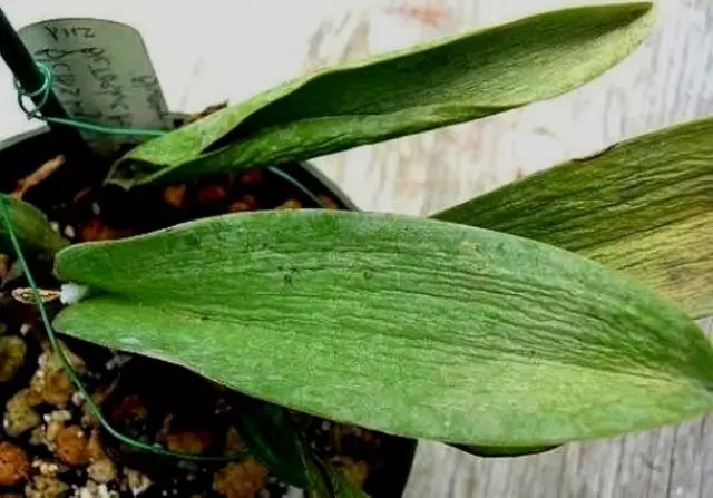 Podridura fusària de l'orquídia