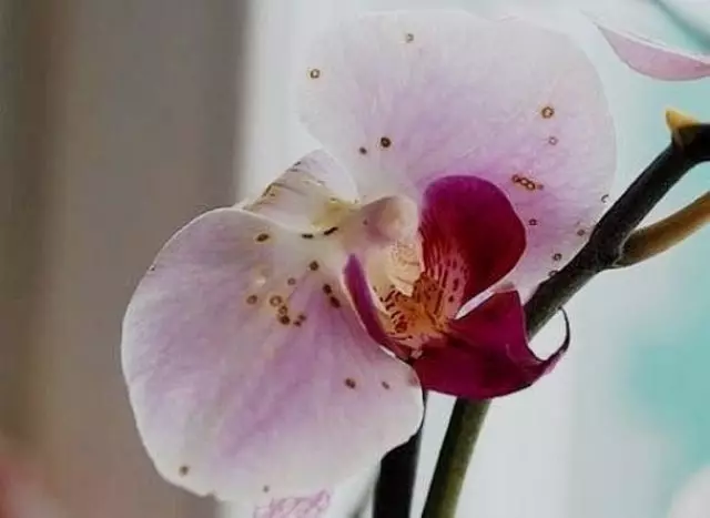 Rotació grisa sobre flor d'orquídies