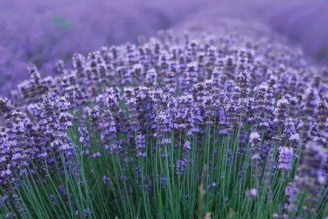 ラベンダー工場のマクロ。芳香植物のハーブ風景。