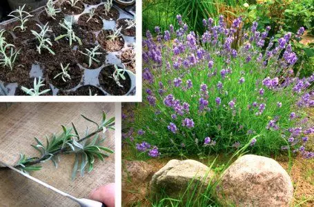 Lavanda al sòl obert: aterratge, cura, reproducció 3298_11