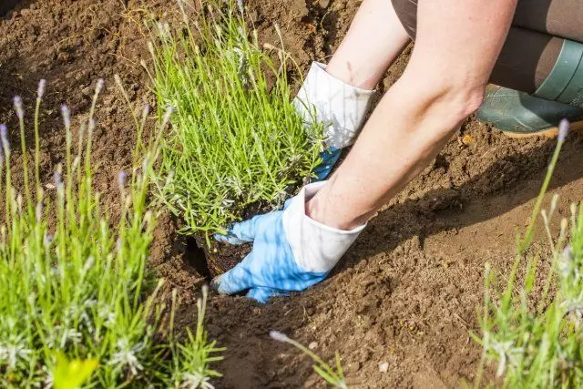 Zahradnictví s rukavicemi a botami v levandule